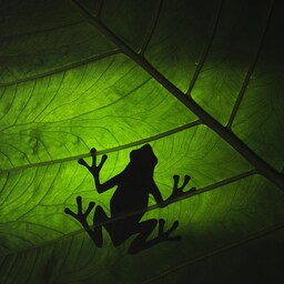 XMAGE UNIMPLEMENTED by @xenohedron · Scryfall Magic The Gathering Search